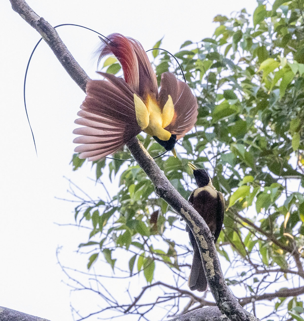 フウチョウ科/Paradisaeidae – チュール野鳥図鑑